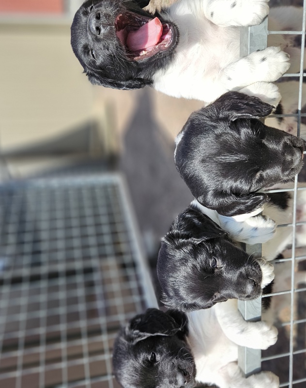 Valper til salgs i Norge | Tryggere kjøp via ekte oppdrettere – Pond.no ...