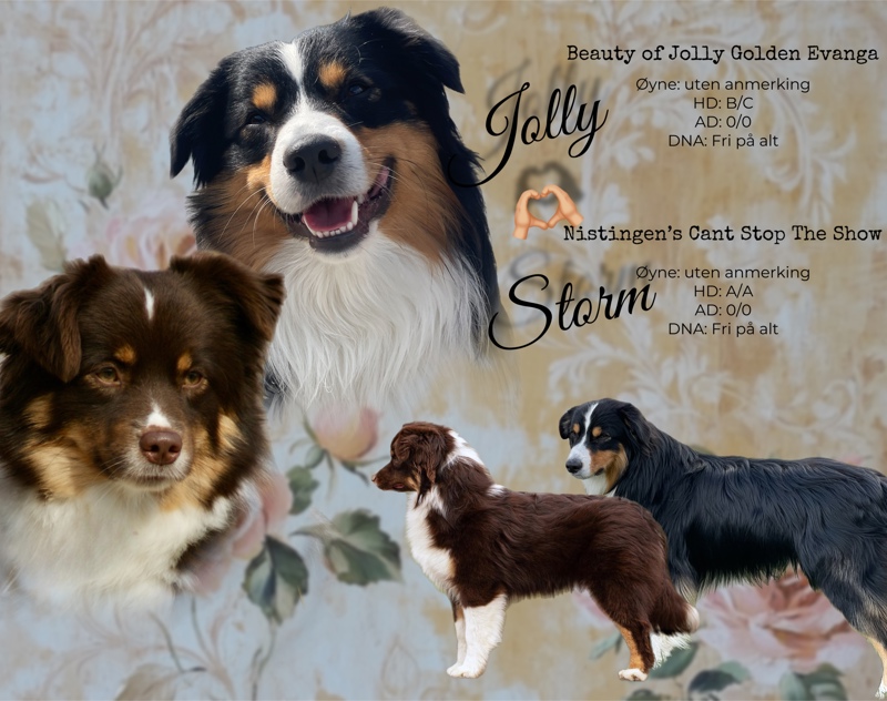 Valper til salgs i Norge | Tryggere kjøp via ekte oppdrettere – Pond.no ...