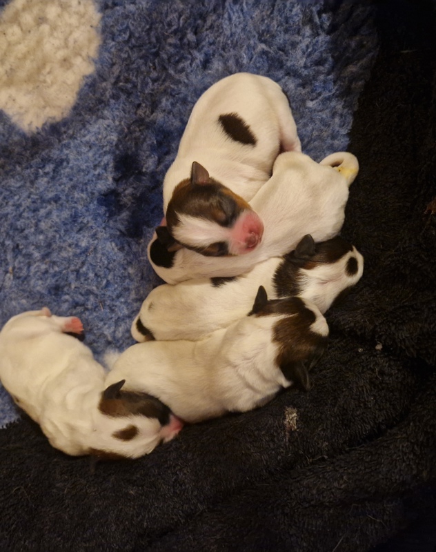 Valper til salgs i Norge | Tryggere kjøp via ekte oppdrettere – Pond.no ...