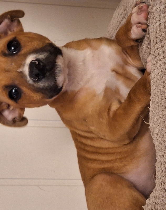 Valper til salgs i Norge | Tryggere kjøp via ekte oppdrettere – Pond.no ...