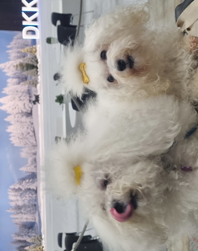 Valper til salgs i Norge | Tryggere kjøp via ekte oppdrettere – Pond.no ...