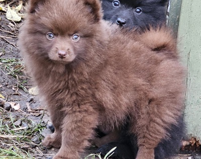 Valper til salgs i Norge | Tryggere kjøp via ekte oppdrettere – Pond.no ...