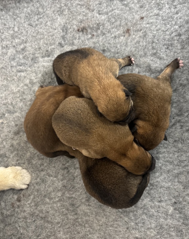 Valper til salgs i Norge | Tryggere kjøp via ekte oppdrettere – Pond.no ...