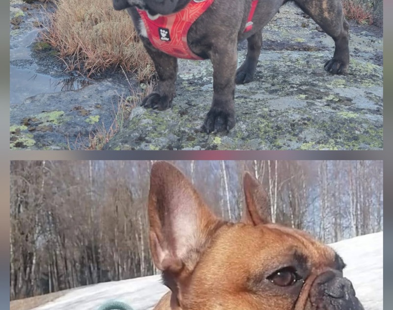 Valper til salgs i Norge | Tryggere kjøp via ekte oppdrettere – Pond.no ...